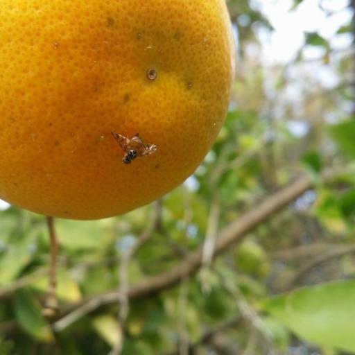 Mediterranean Fruit Fly (Ceratitis Capitata) Insect Identification ...