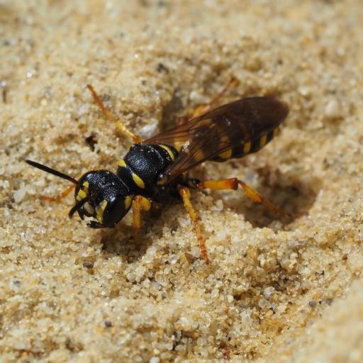 Sand Tailed Digger Wasp (Cerceris Arenaria) Insect Identification Guide ...