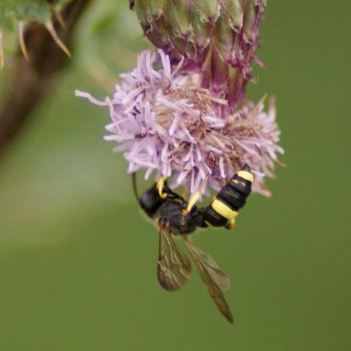 Ornate-Tailed Digger Wasp (Cerceris Rybyensis) Insect Identification ...