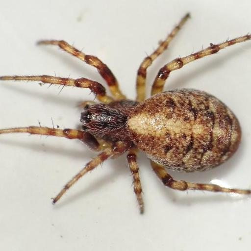 Carmine Orbweaver (Cercidia Prominens) Insect Identification Guide ...