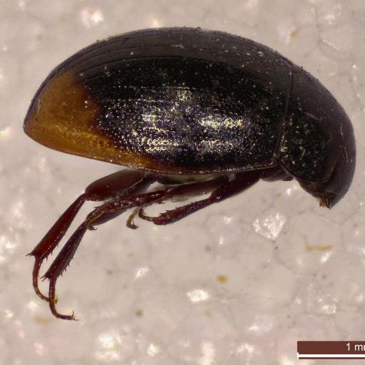 Cercyon Insect Identification Guide, Habitat & Facts