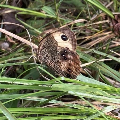 Common Wood-Nymph (Cercyonis Pegala) Insect Identification Guide ...