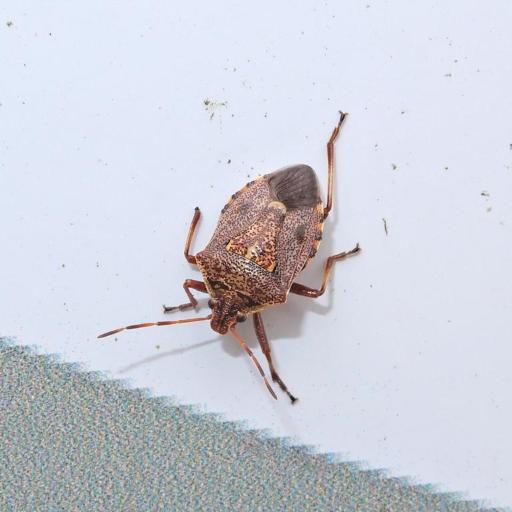 Brown Soldier Bug (Cermatulus Nasalis) Insect Identification Guide ...