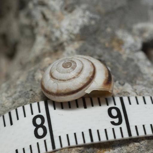 Vineyard Snail (Cernuella Virgata) Insect Identification Guide, Habitat & Facts