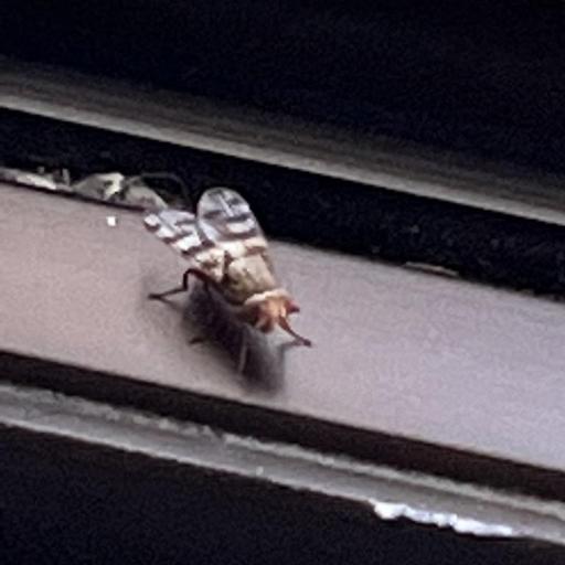 Narrow-Banded Picture-Winged Fly (Ceroxys Latiusculus) Insect ...