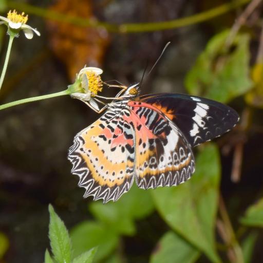 Leopard Lacewing Butterfly (Cethosia Cyane) Insect Identification Guide ...