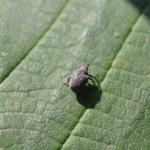 Turnip Gall Weevil (Ceutorhynchus Assimilis) Insect Identification ...