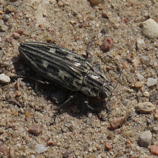 Phylloxeras (Phylloxera) Insect Identification Guide, Habitat & Facts