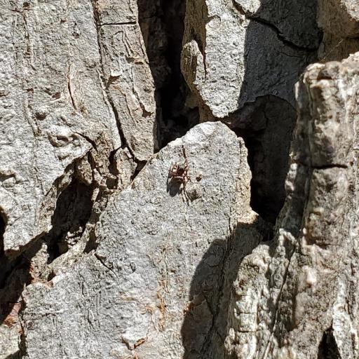 True Cochineal Bug (Dactylopius Coccus) Insect Identification Guide ...