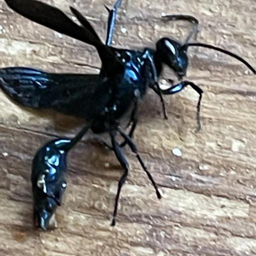 Nearctic Blue Mud-dauber Wasp (Chalybion Californicum) Insect ...