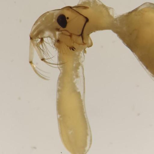 Chaoborus Insect Identification Guide, Habitat & Facts