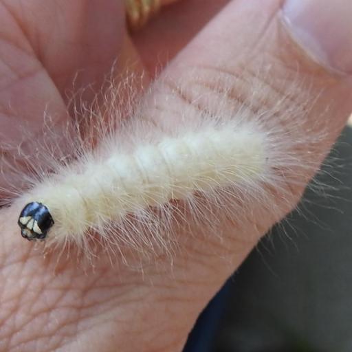 Laugher Moth (Charadra Deridens) Insect Identification Guide, Habitat ...