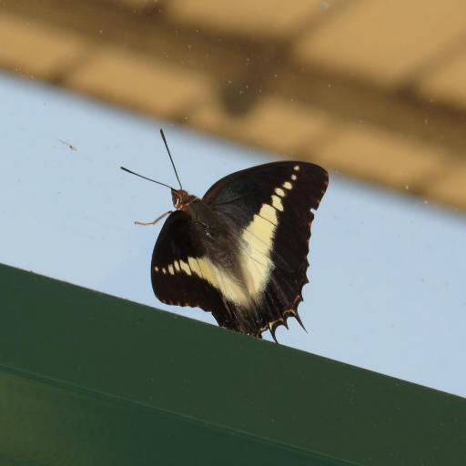 White-barred Emperor (Charaxes Brutus) Insect Identification Guide ...