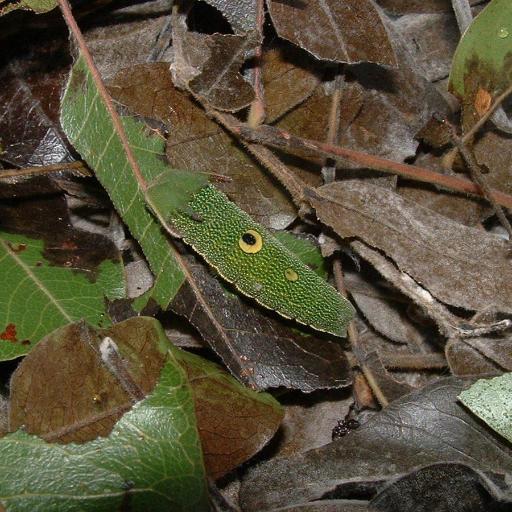Green-veined Charaxes (Charaxes Candiope) Insect Identification Guide ...