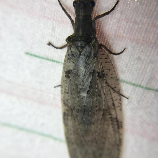 Summer Fishfly (Chauliodes Pectinicornis) Insect Identification Guide ...