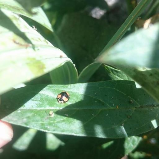 Six-spotted Zigzag Ladybird (Cheilomenes Sexmaculata) Insect ...