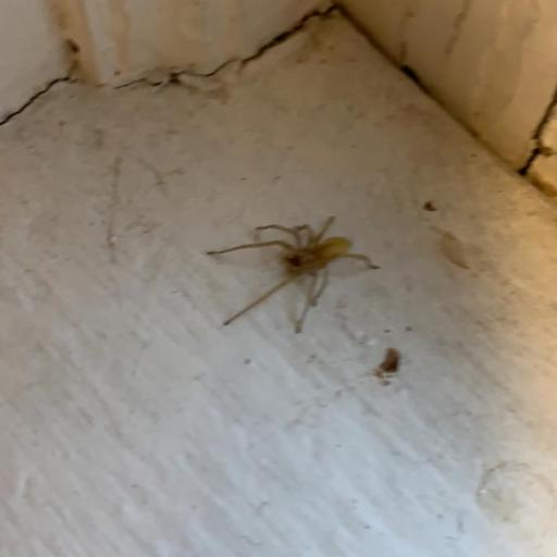 Northern Yellow Sac Spider (Cheiracanthium Mildei) Insect ...