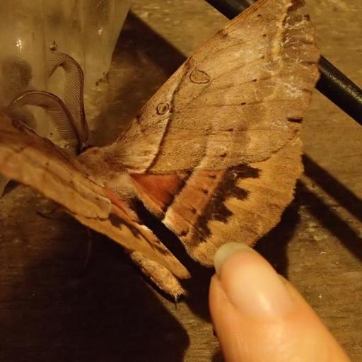 Baphomet Moth (Creatonotos Gangis) Insect Identification Guide, Habitat ...