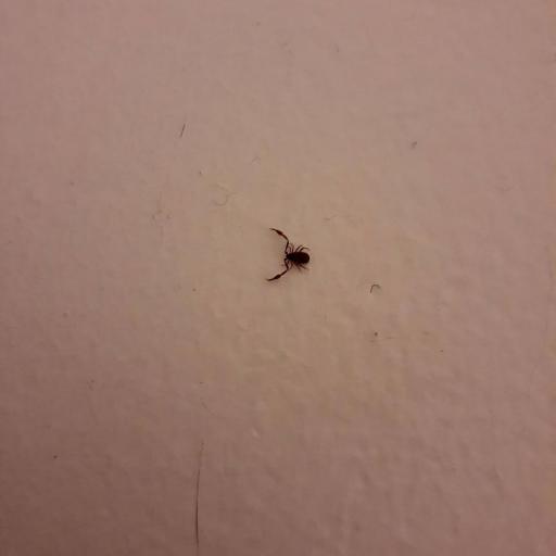 House Pseudoscorpion (Chelifer Cancroides) Insect Identification Guide ...