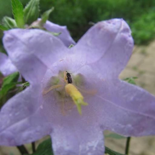 Small Scissor Bee (Chelostoma Campanularum) Insect Identification Guide ...