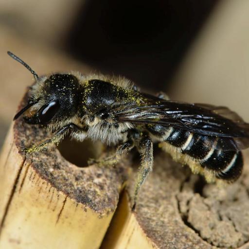 Sleepy Scissor Bee (Chelostoma Florisomne) Insect Identification Guide ...