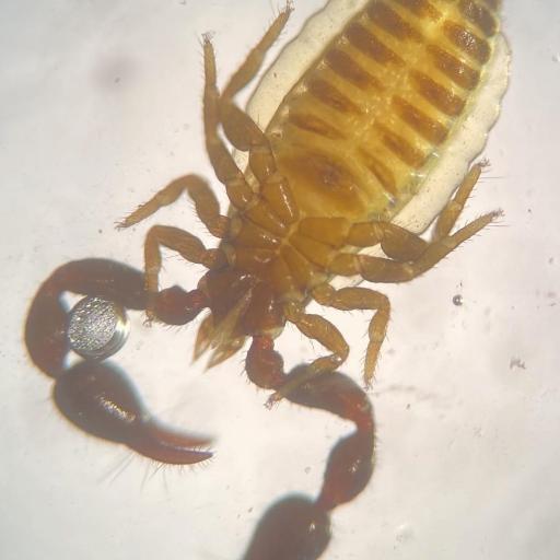 Chernetid Pseudoscorpions (Chernetidae) Insect Identification Guide ...