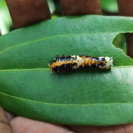 Common Mime Swallowtail (Chilasa Clytia) Insect Identification Guide ...