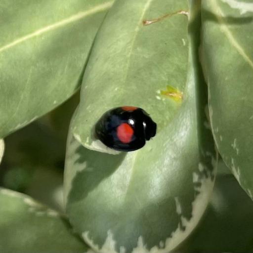 Cactus Lady Beetle (Chilocorus Cacti) Insect Identification Guide ...
