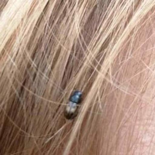 Chilothorax Distinctus Insect Identification Guide, Habitat & Facts