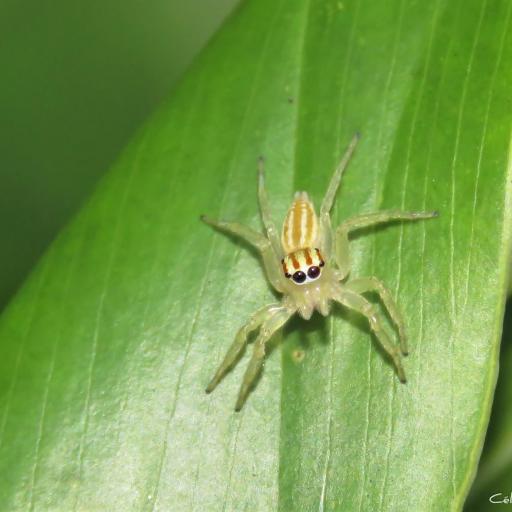 Chira Insect Identification Guide, Habitat & Facts