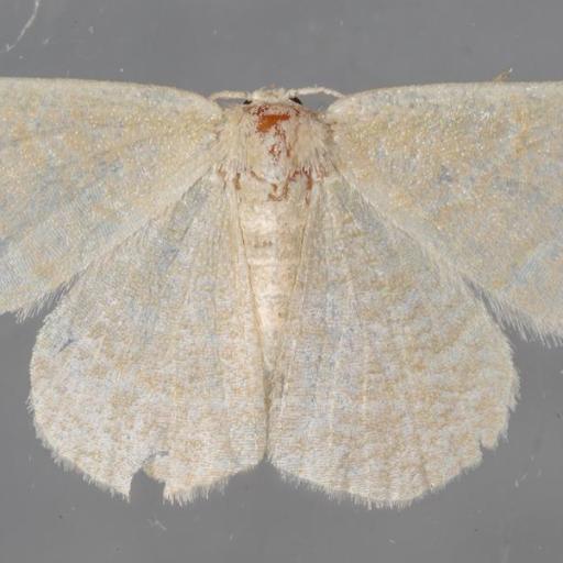 Blackberry Looper Moth (Chlorochlamys Chloroleucaria) Insect ...