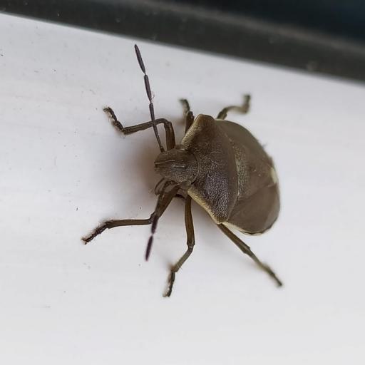 Chlorochroa Pinicola Insect Identification Guide, Habitat & Facts