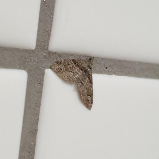 Chloroclystis Laticostata Insect Identification Guide, Habitat & Facts