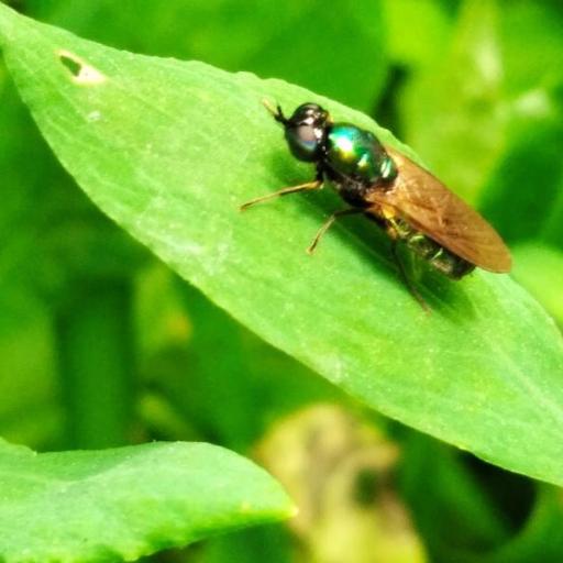 Broad Centurion Fly (Chloromyia Formosa) Insect Identification Guide ...