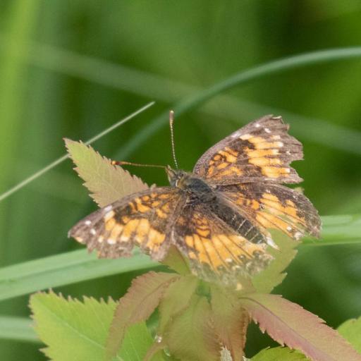 Harris's Checkerspot (Chlosyne Harrisii) Insect Identification Guide ...