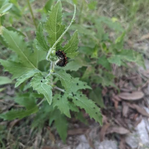 Bordered Patch (Chlosyne Lacinia) Insect Identification Guide, Habitat ...