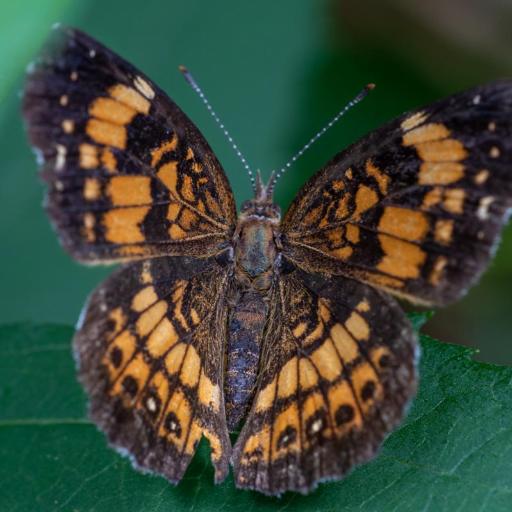 Silvery Checkerspot (Chlosyne Nycteis) Insect Identification Guide ...