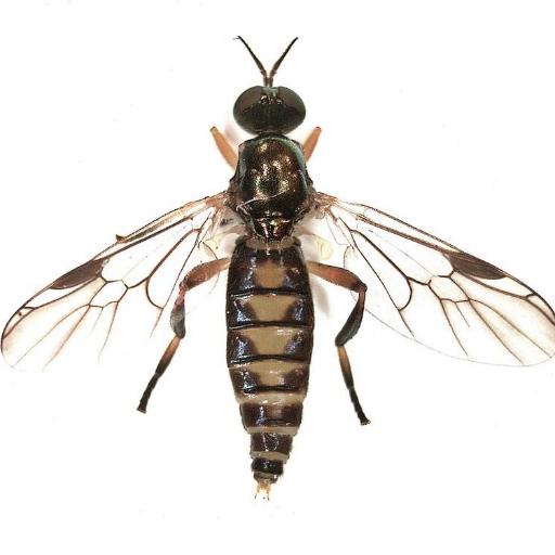 Dull Four-Spined Legionnaire (Chorisops Tibialis) Insect Identification ...