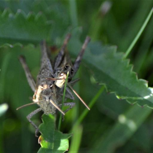 Bow-Winged Grasshopper (Chorthippus Biguttulus) Insect Identification ...