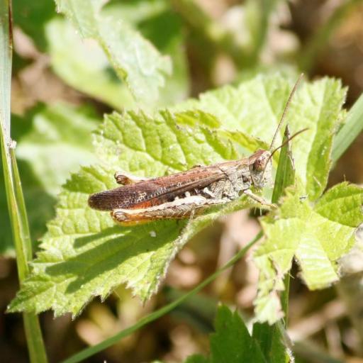 Common Field Grasshopper (Chorthippus Brunneus) Insect Identification ...