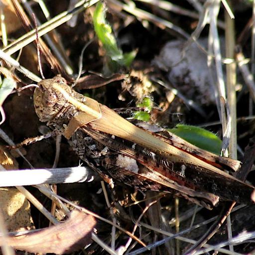 Australian Plague Locust (Chortoicetes Terminifera) Insect ...