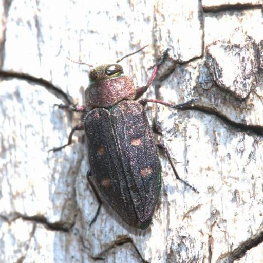 Gold Pit Oak Splendour Beetle (Chrysobothris Affinis) Insect ...