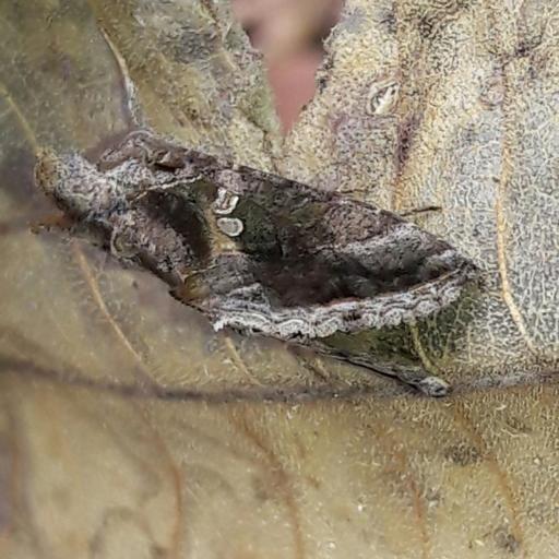 Soybean Looper Moth (Chrysodeixis Includens) Insect Identification ...