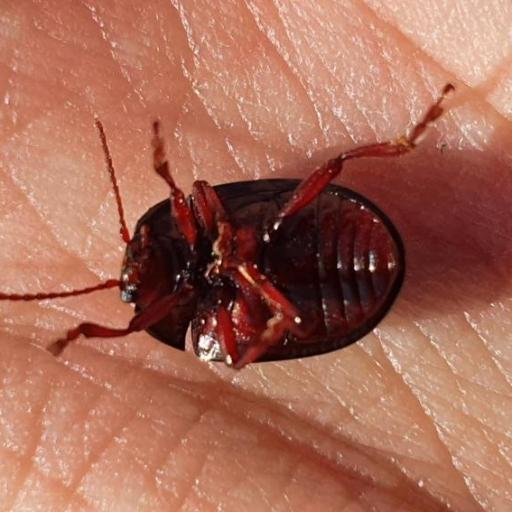 Glowworm Beetles (Phengodidae) Insect Identification Guide, Habitat & Facts