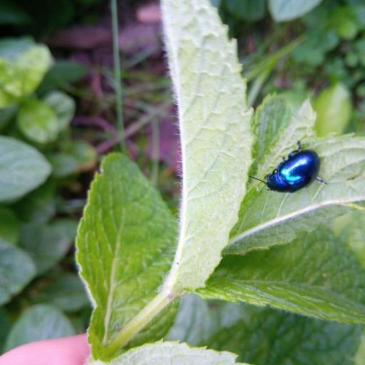 Mint Beetle (Chrysolina Coerulans) Insect Identification Guide, Habitat ...