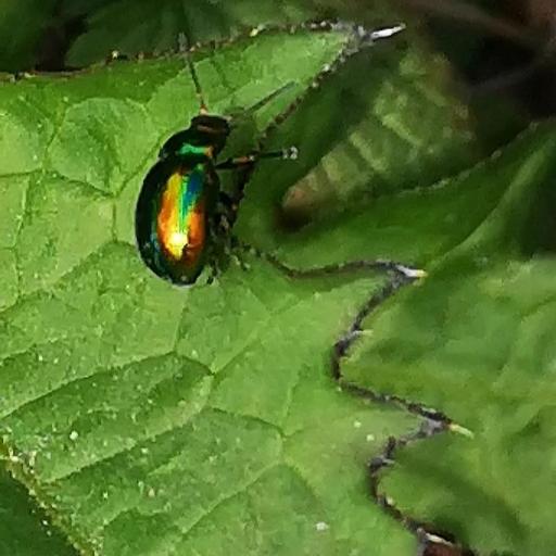 Executioner Wasp (Polistes Carnifex) Insect Identification Guide ...