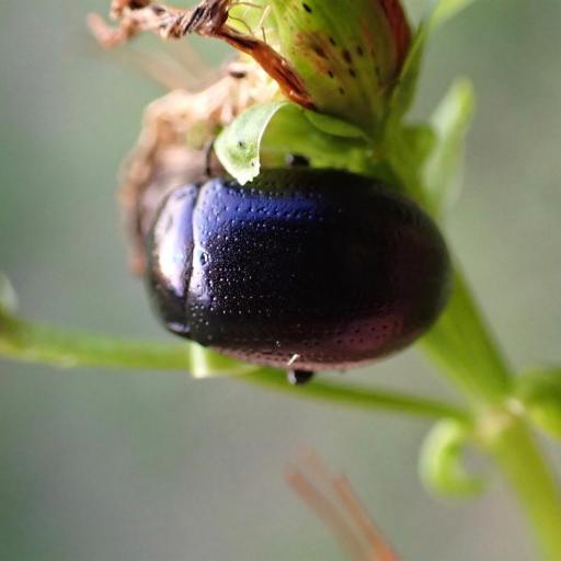 Chrysolina Geminata Insect Identification Guide, Habitat & Facts