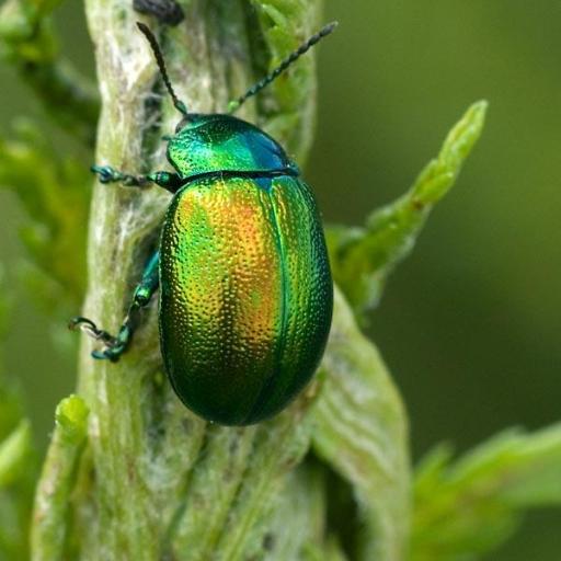 Tansy Beetle (Chrysolina Graminis) Insect Identification Guide, Habitat ...