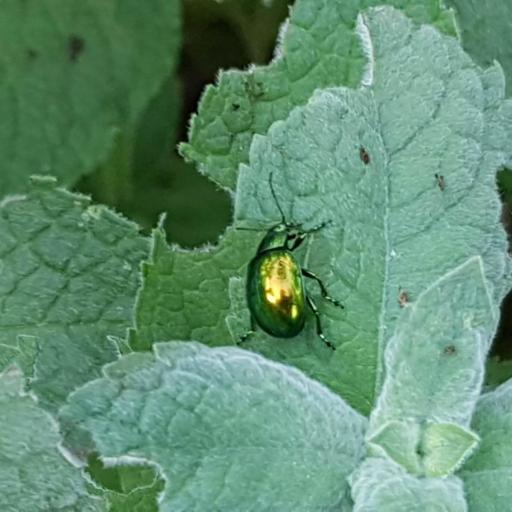 Mint Leaf Beetle (Chrysolina Herbacea) Insect Identification Guide ...