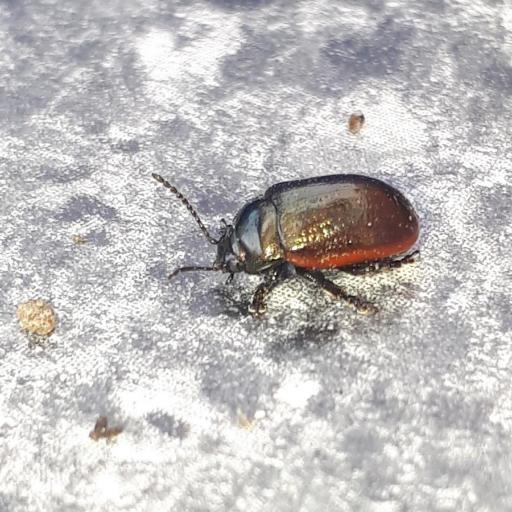 Chrysolina Marginata Insect Identification Guide, Habitat & Facts